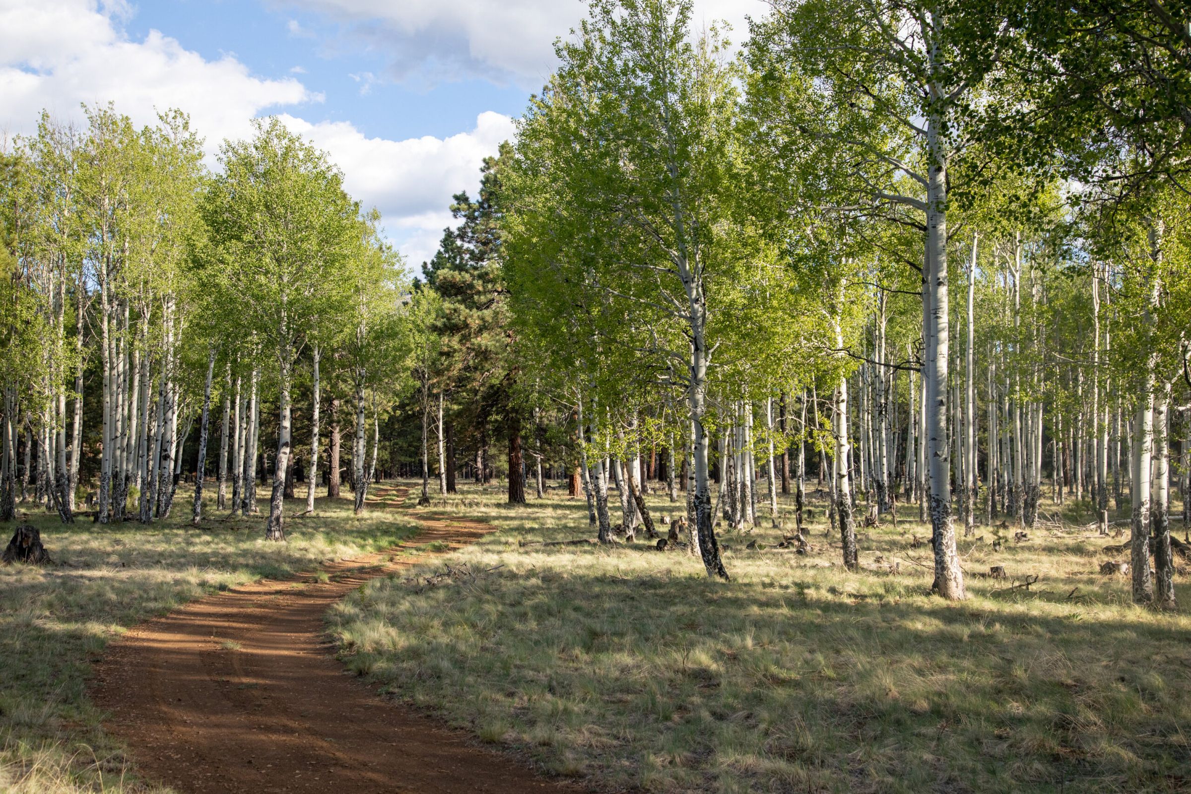 Transfer student admissions | NAU